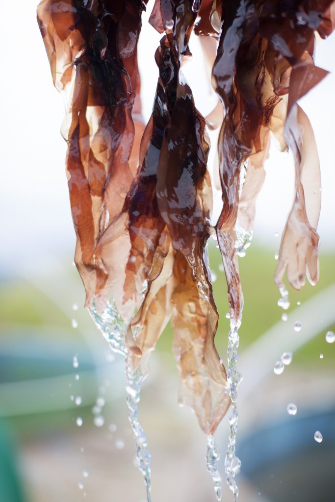 Game-changer as Mara Seaweed selected for Tesco’s 2019 Incubator ...
